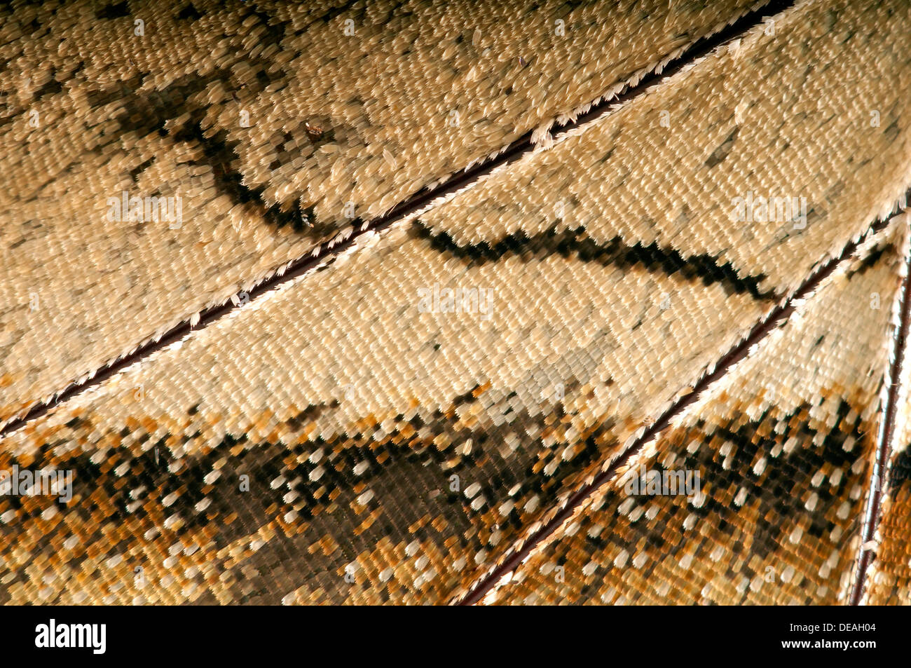 Scales of a butterfly's wing of the Meander Prepona (Archaeoprepona ...