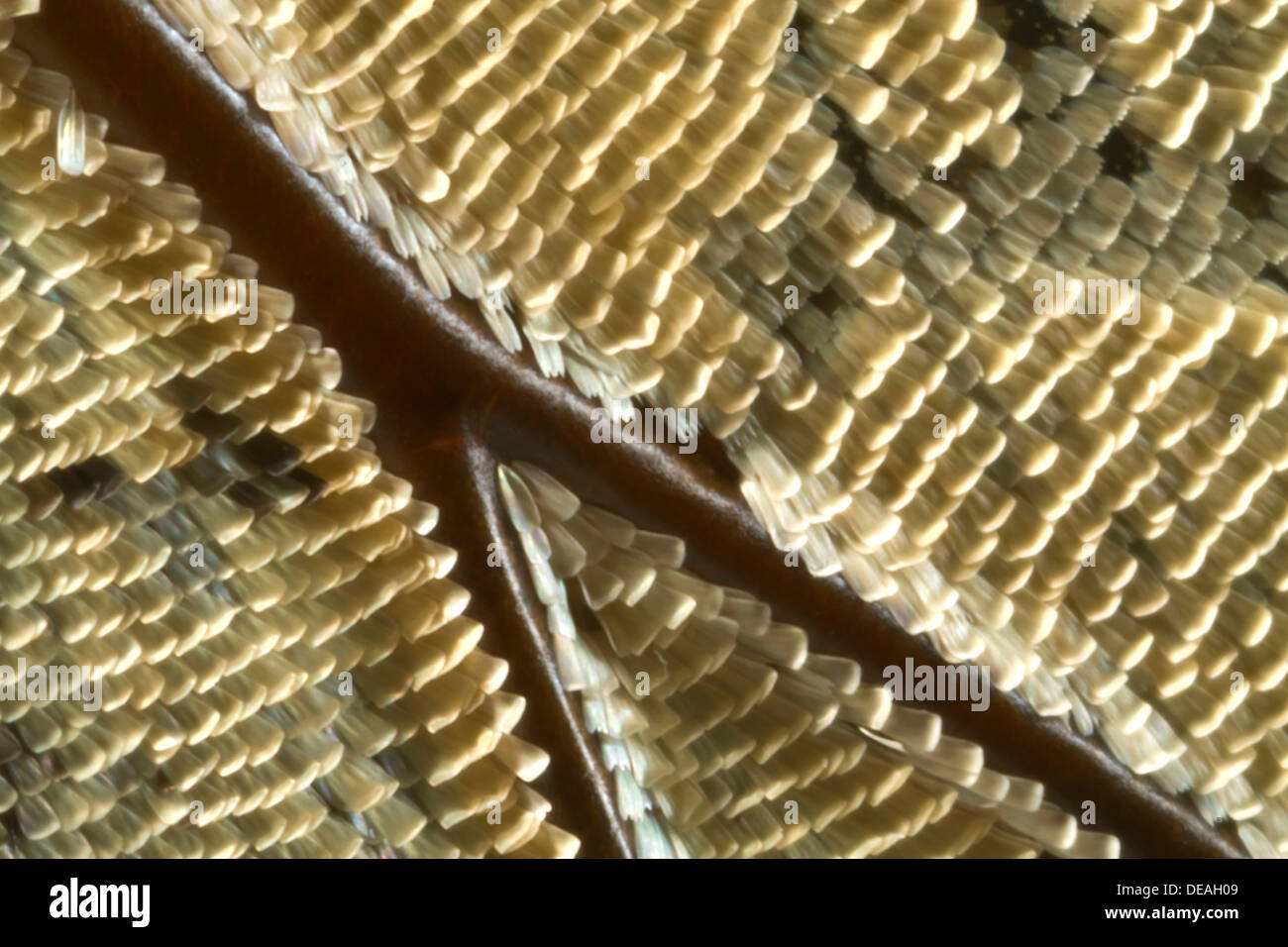 Scales of a butterfly's wing of the Meander Prepona (Archaeoprepona ...