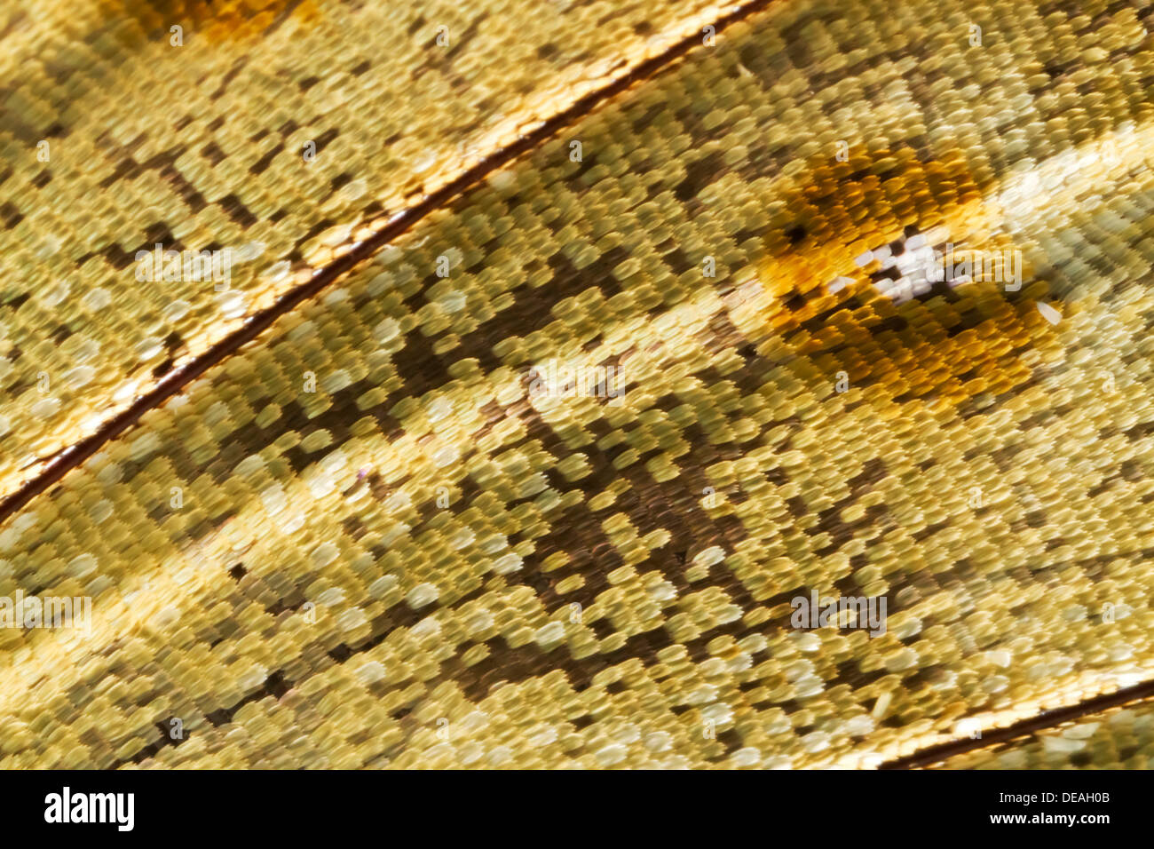 Scales of a butterfly's wing of the Meander Prepona (Archaeoprepona ...