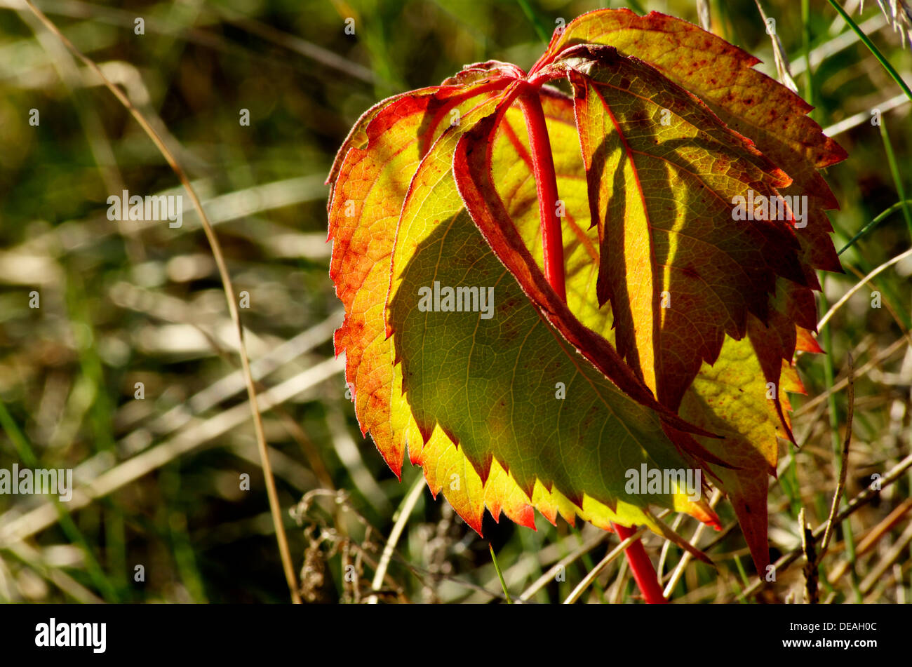 Close up vivid backlit hi-res stock photography and images - Alamy