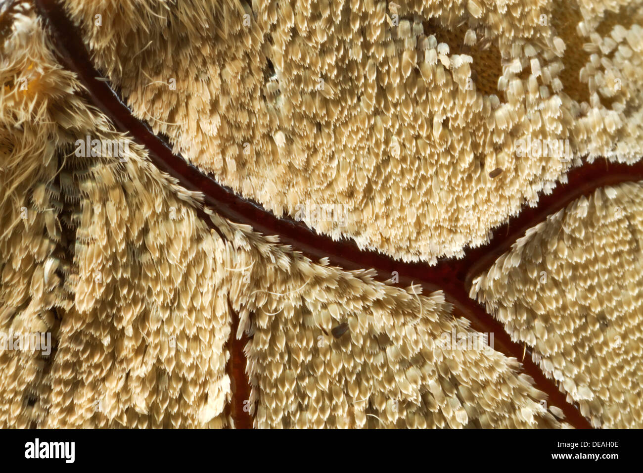 Scales of a butterfly's wing of the Meander Prepona (Archaeoprepona ...