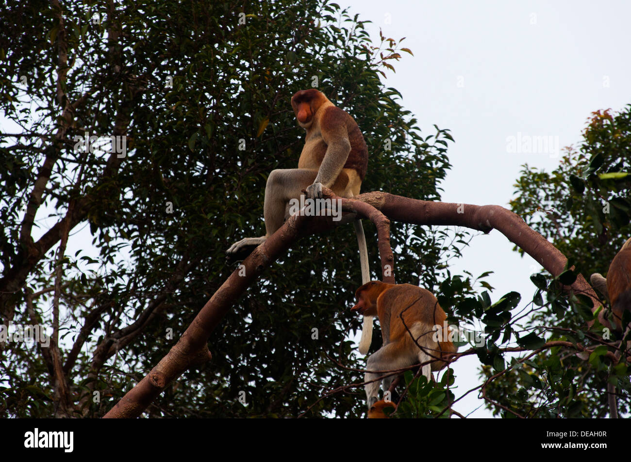 Proboscis monkeys tanjung puting hi-res stock photography and images ...