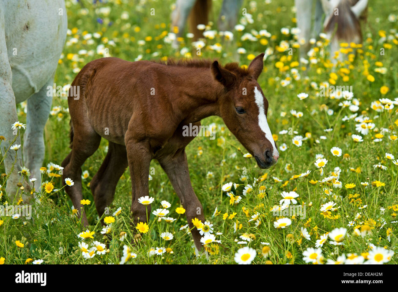Foal taking first steps hi-res stock photography and images - Alamy