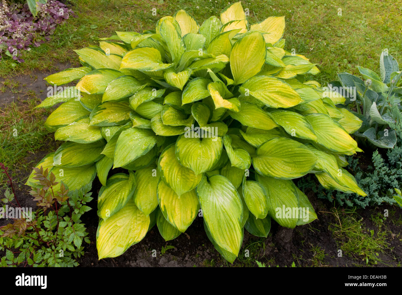 hosta with yellow leaves in the garden Stock Photo - Alamy