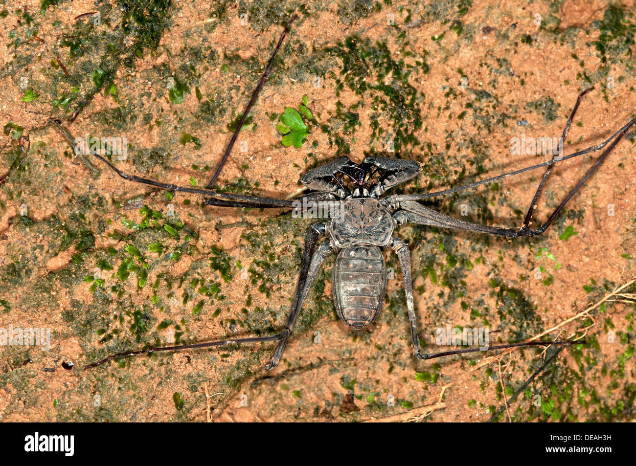 Whip spider hi-res stock photography and images - Alamy