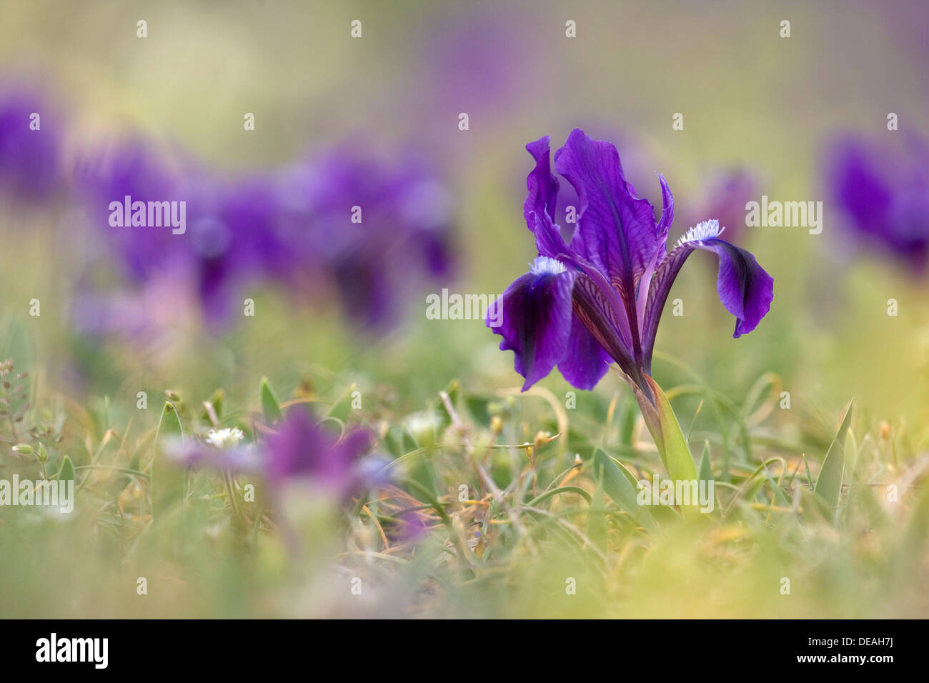 Purple dwarf iris blooming hi-res stock photography and images - Alamy