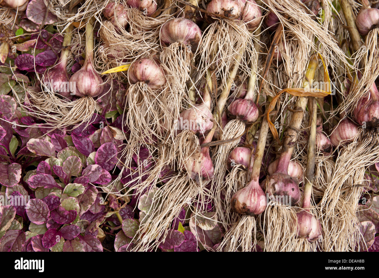 garlic crops laying on the grass Stock Photo - Alamy
