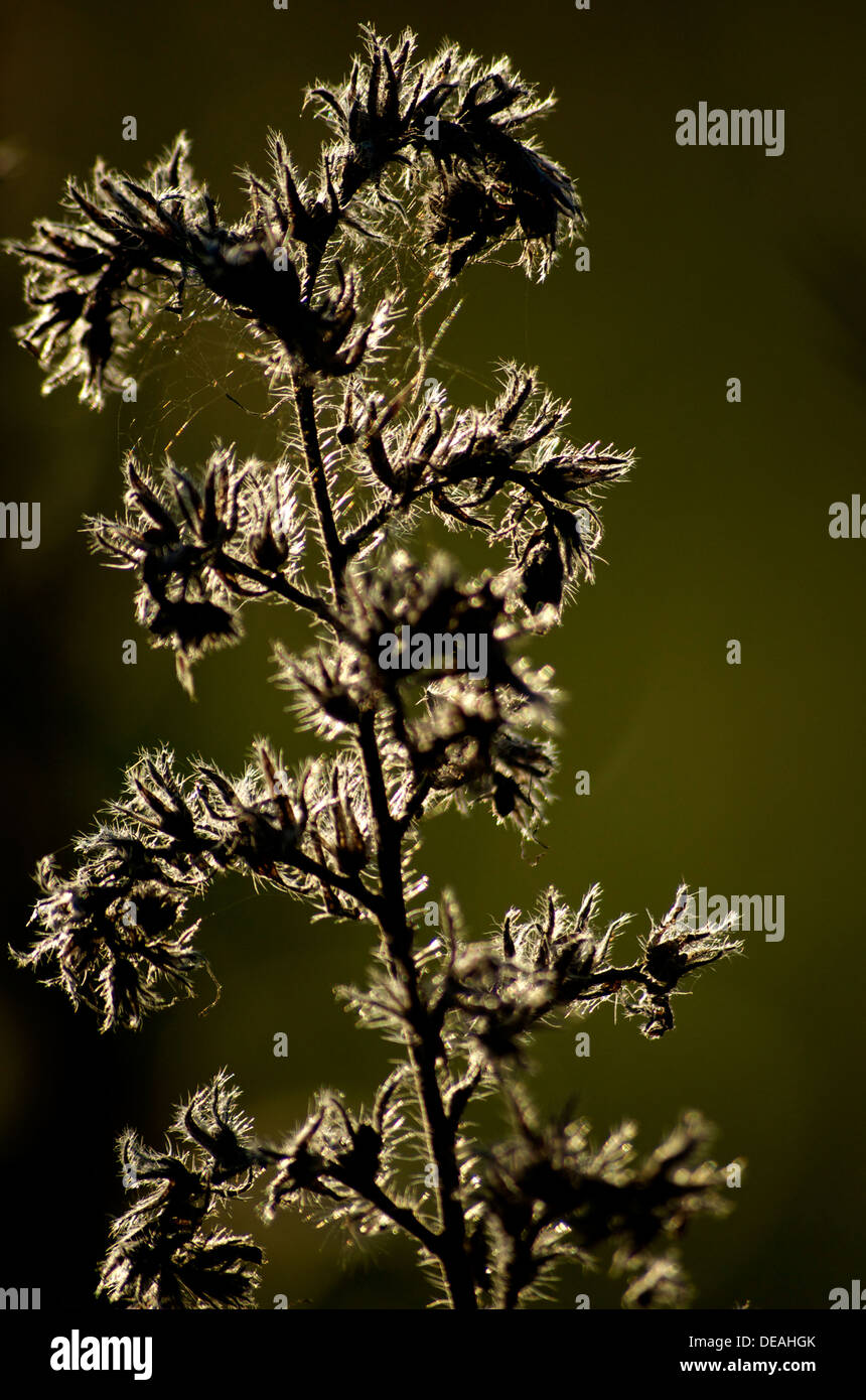 Flower details in backlight Stock Photo - Alamy
