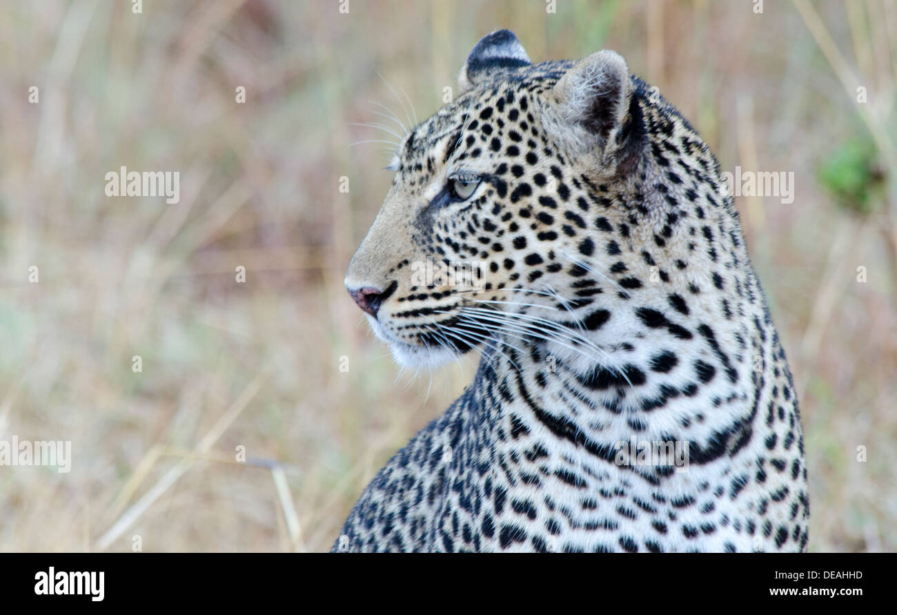 Leopard masai hi-res stock photography and images - Alamy