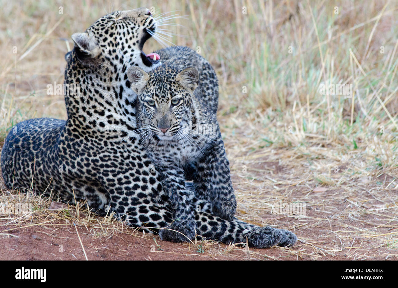 Wild leopard with cub in the Masai Mara, Kenya Stock Photo - Alamy