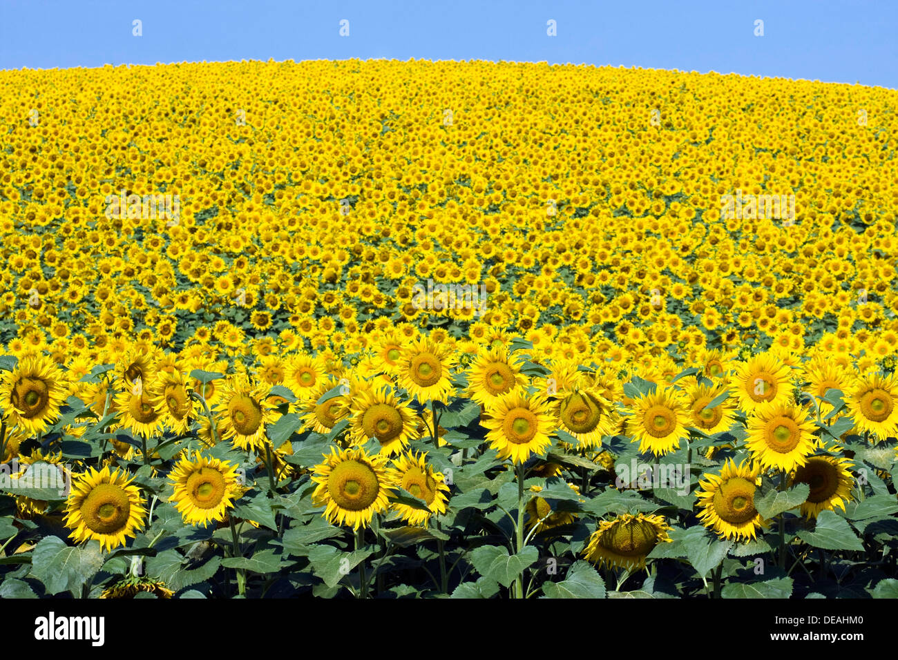 Sunflower field, Common sunflowers (Helianthus annuus Stock Photo - Alamy