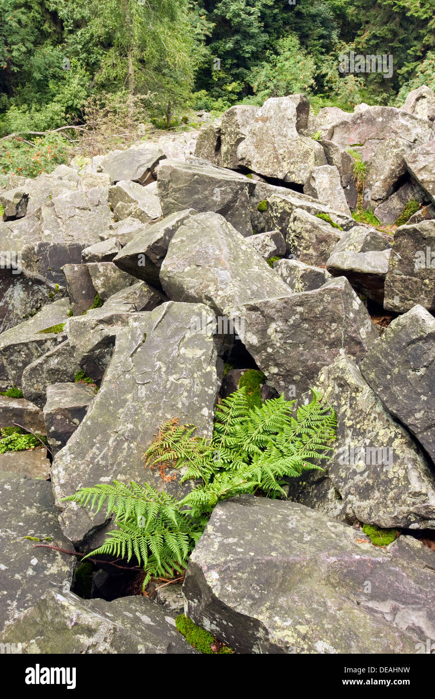 Boulder field on the Lysica peak, Swiety Krzys, Holy Cross Mountains ...