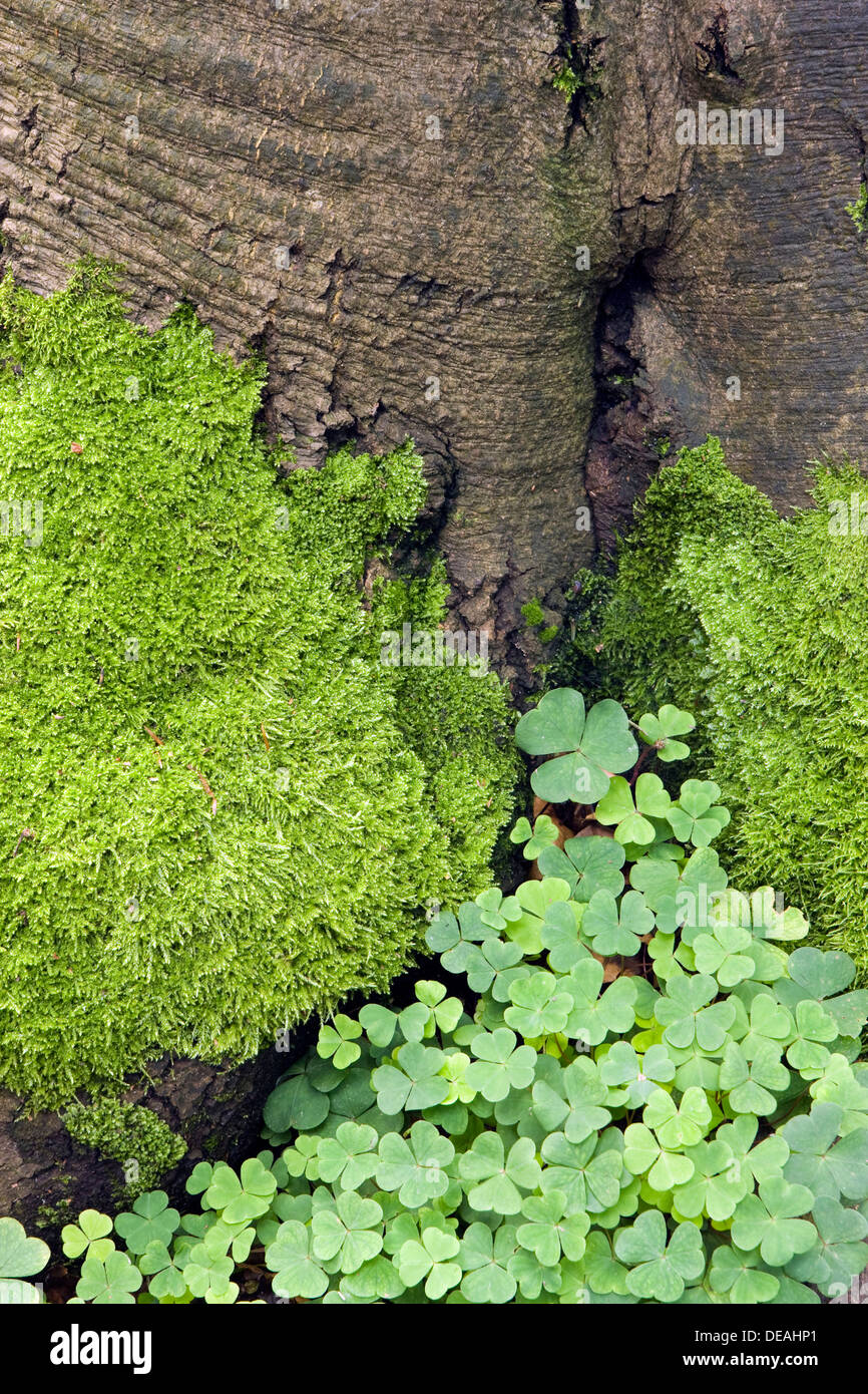Woodsorrel, Soursob, Wood Sorrel (Oxalis) on the Lysica peak, Swiety ...