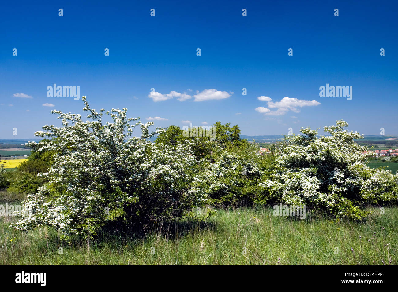 Horky u Milotic Nature Reserve, Hodonin district, Southern Moravia ...