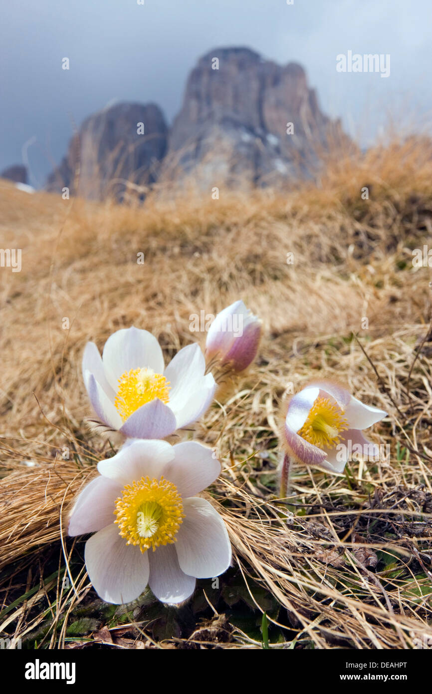 Spring Pasque flowers (Pulsatilla vernalis, Anemone vernalis) on the ...
