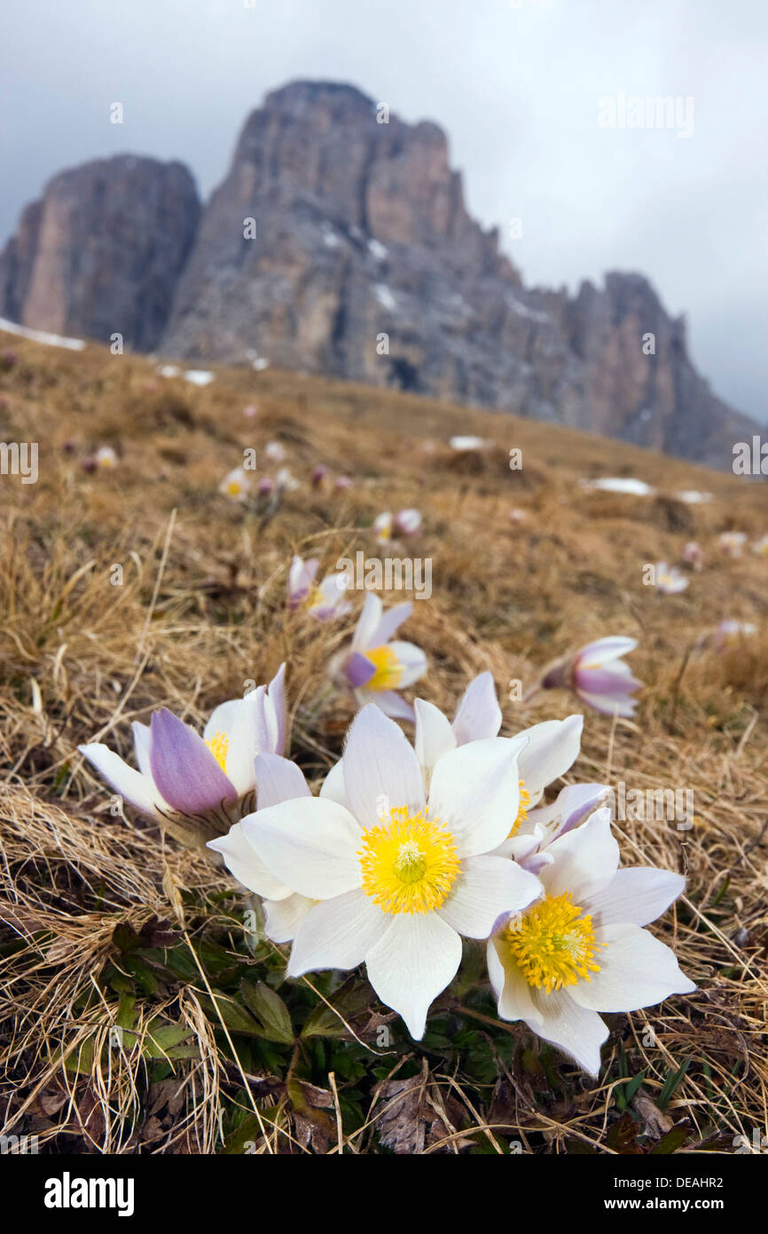 Spring Pasque flowers (Pulsatilla vernalis, Anemone vernalis) on the ...
