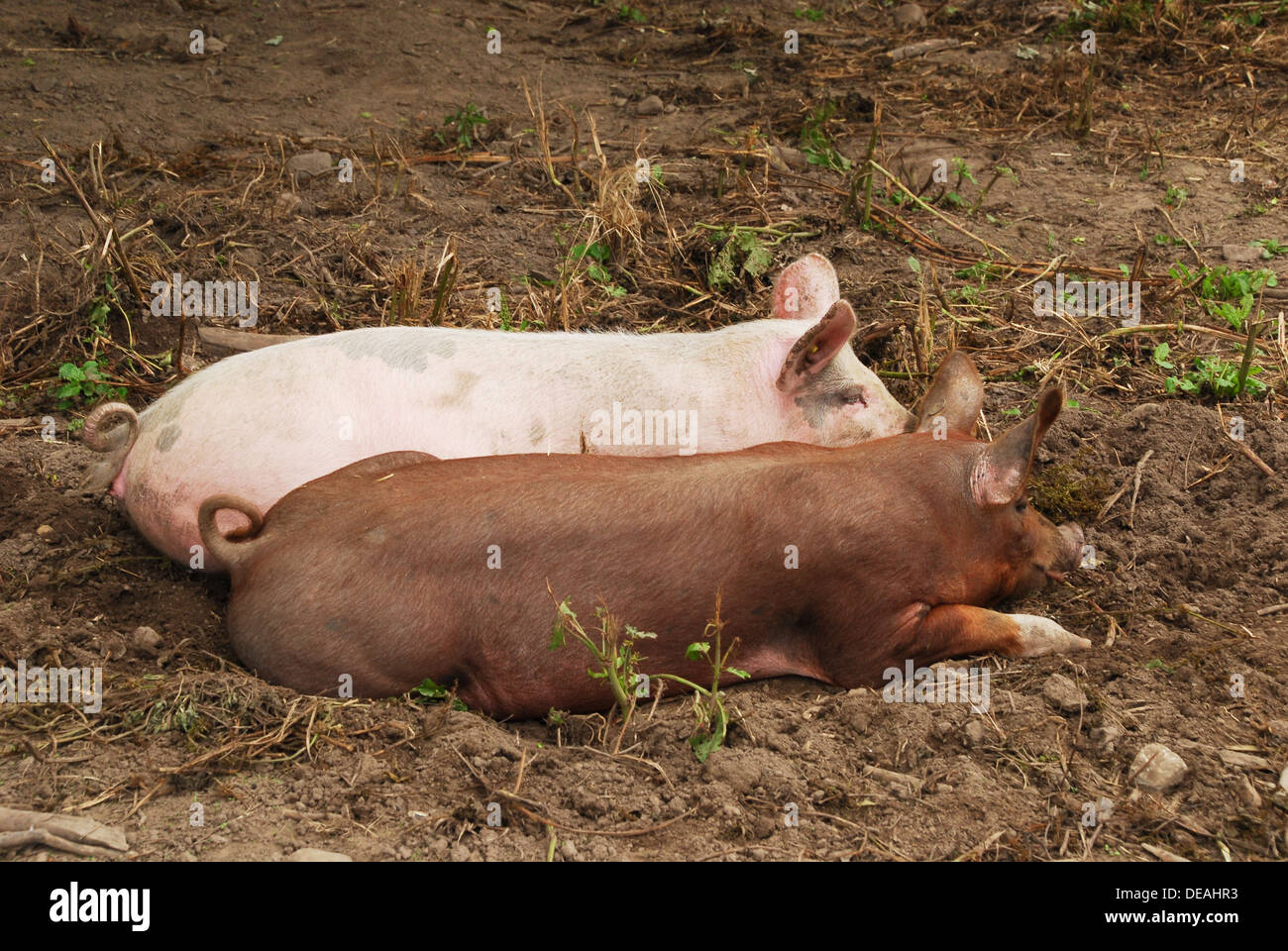 Piglet in mud hi-res stock photography and images - Alamy