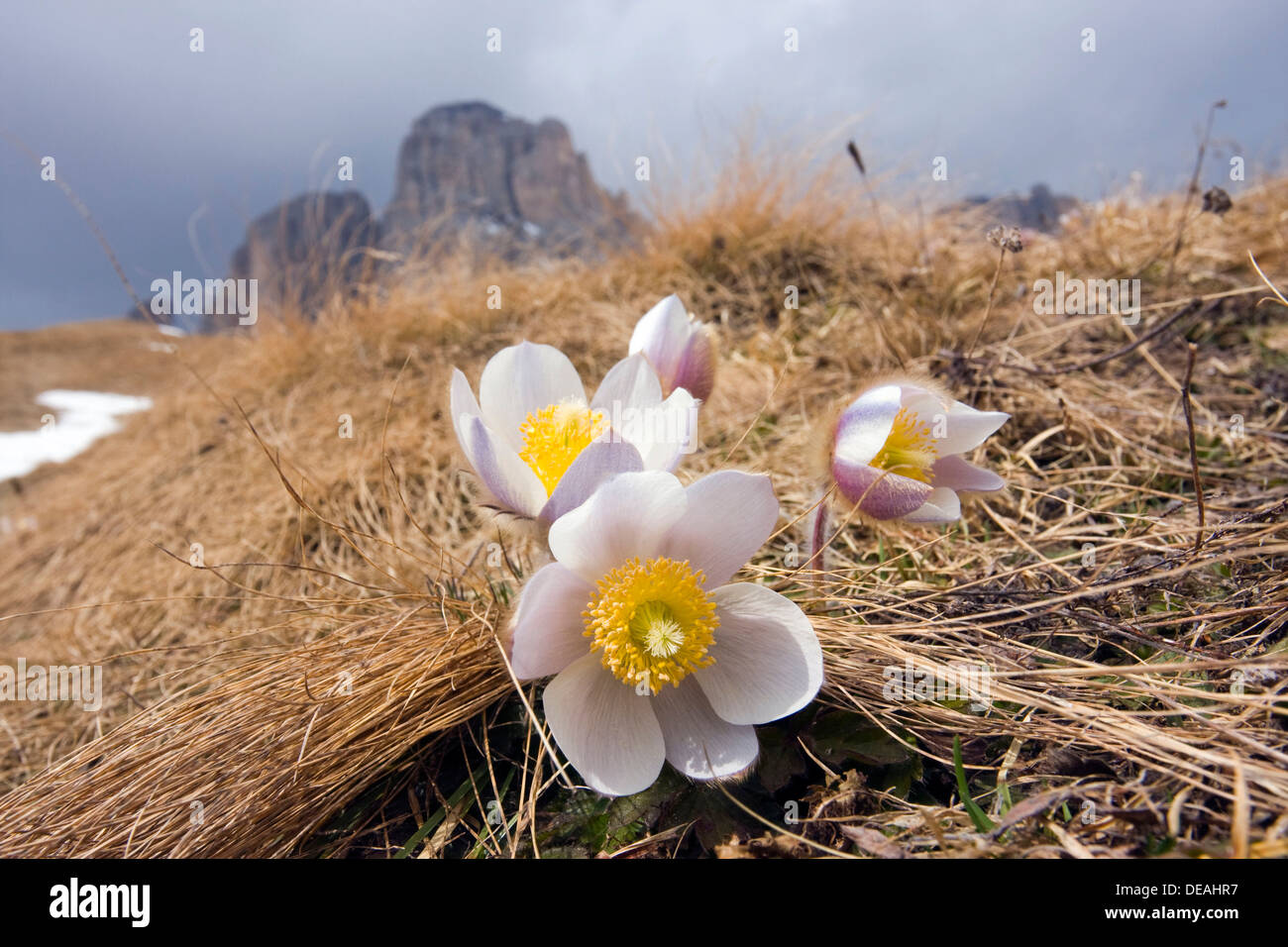 Spring Pasque flowers (Pulsatilla vernalis, Anemone vernalis) on the ...
