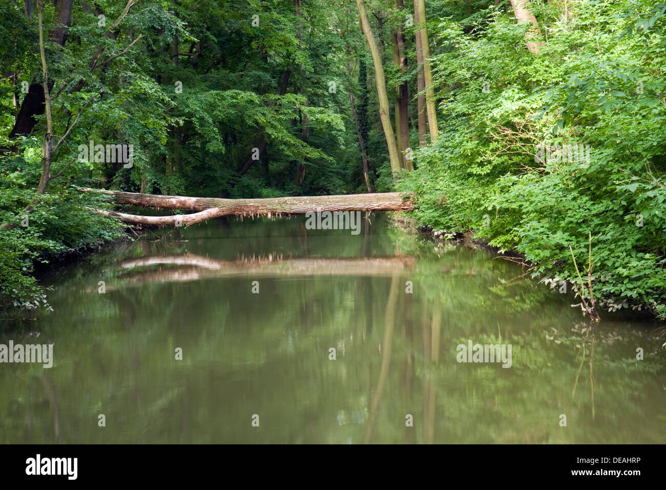 Morava river canal, Mikulcice, Hodonin district, Southern Moravia ...