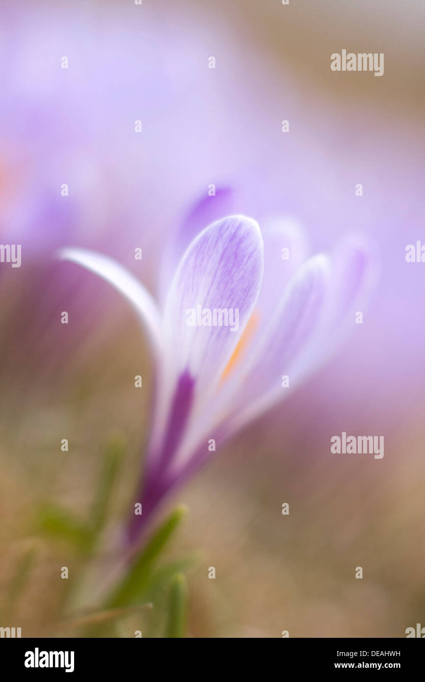 White Crocus (Crocus albiflorus Stock Photo - Alamy