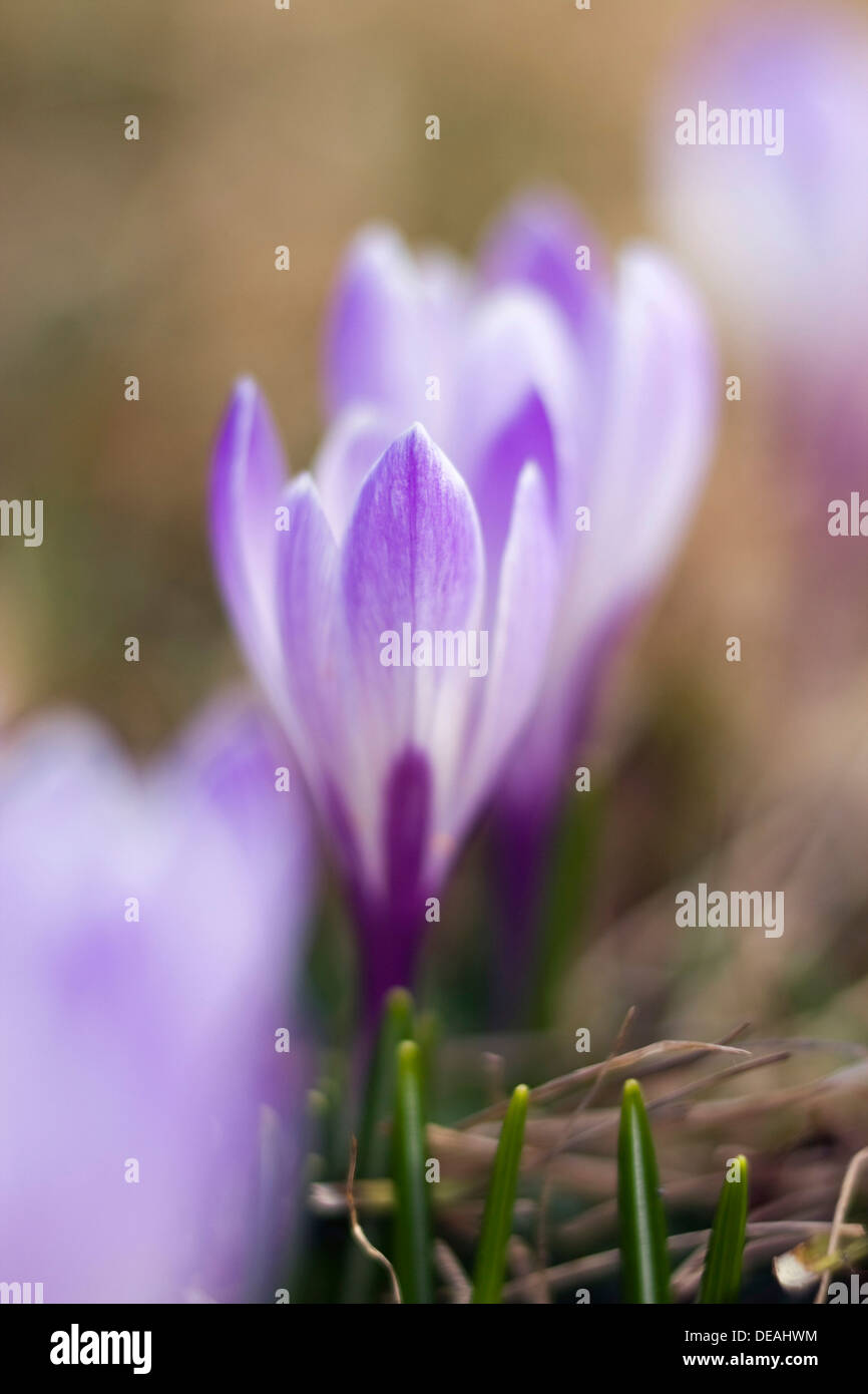 White Crocus (Crocus albiflorus Stock Photo - Alamy