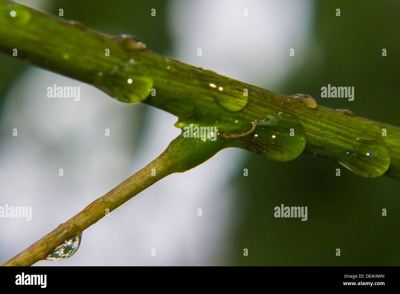 Rain drops horizontal hi-res stock photography and images - Alamy