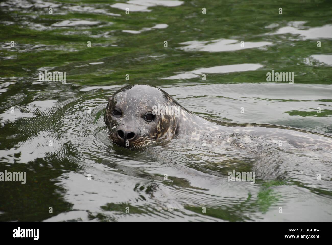 Seal swim hi-res stock photography and images - Alamy