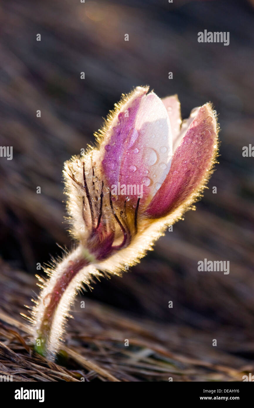Spring Pasque flower (Pulsatilla vernalis, Anemone vernalis), Passo ...