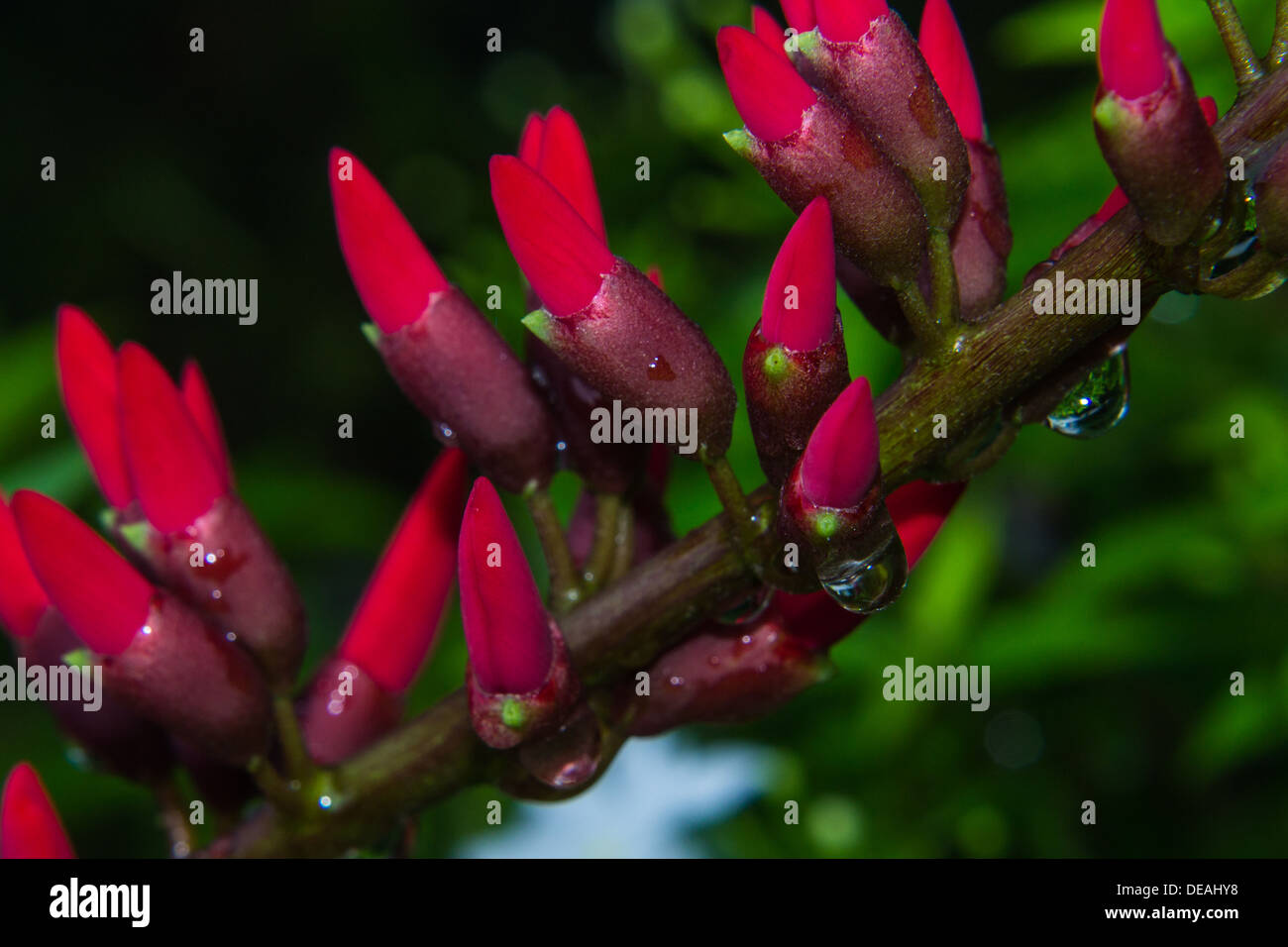 Erythrina variegata parichat flowers hi-res stock photography and ...