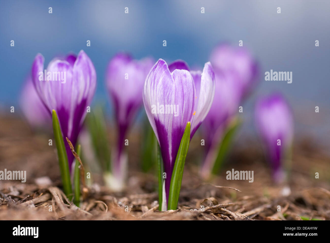 White Crocus (Crocus albiflorus Stock Photo - Alamy