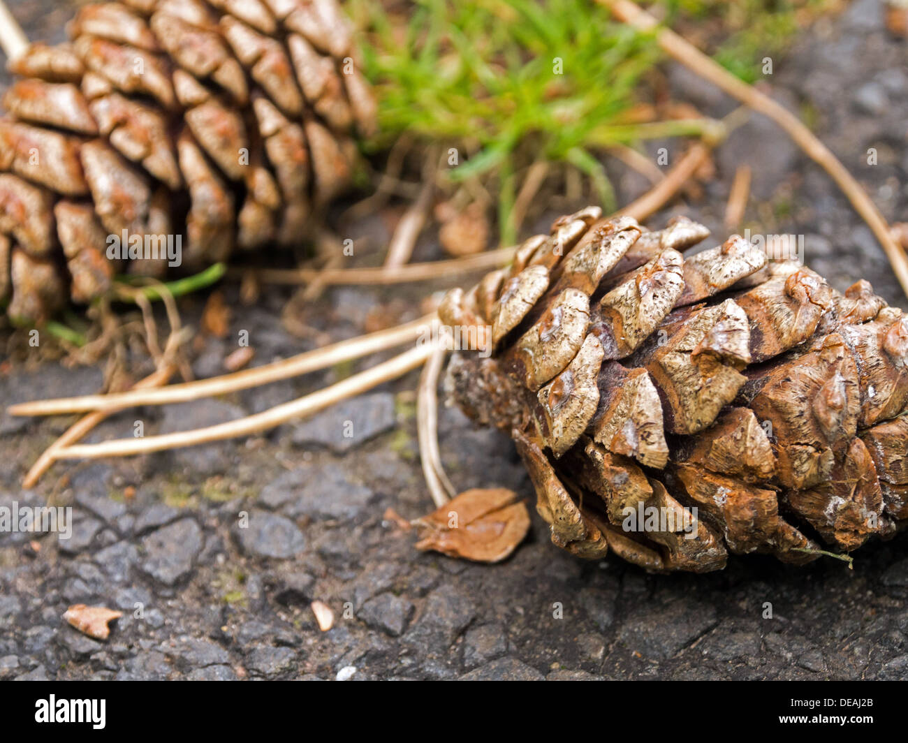 Beautiful fir cones on tree hi-res stock photography and images - Alamy