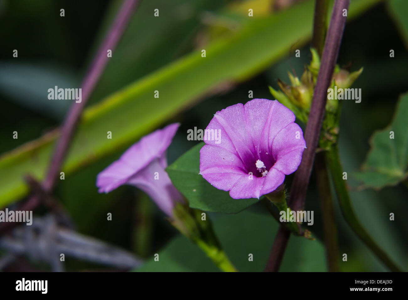 Farmer harvesting ripe purple hi-res stock photography and images - Alamy