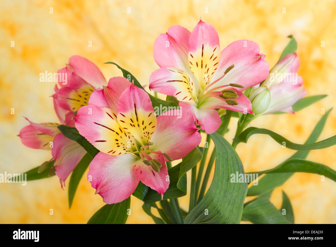 Peruvian Lily or Lily of the Incas (Alstroemeria Stock Photo - Alamy