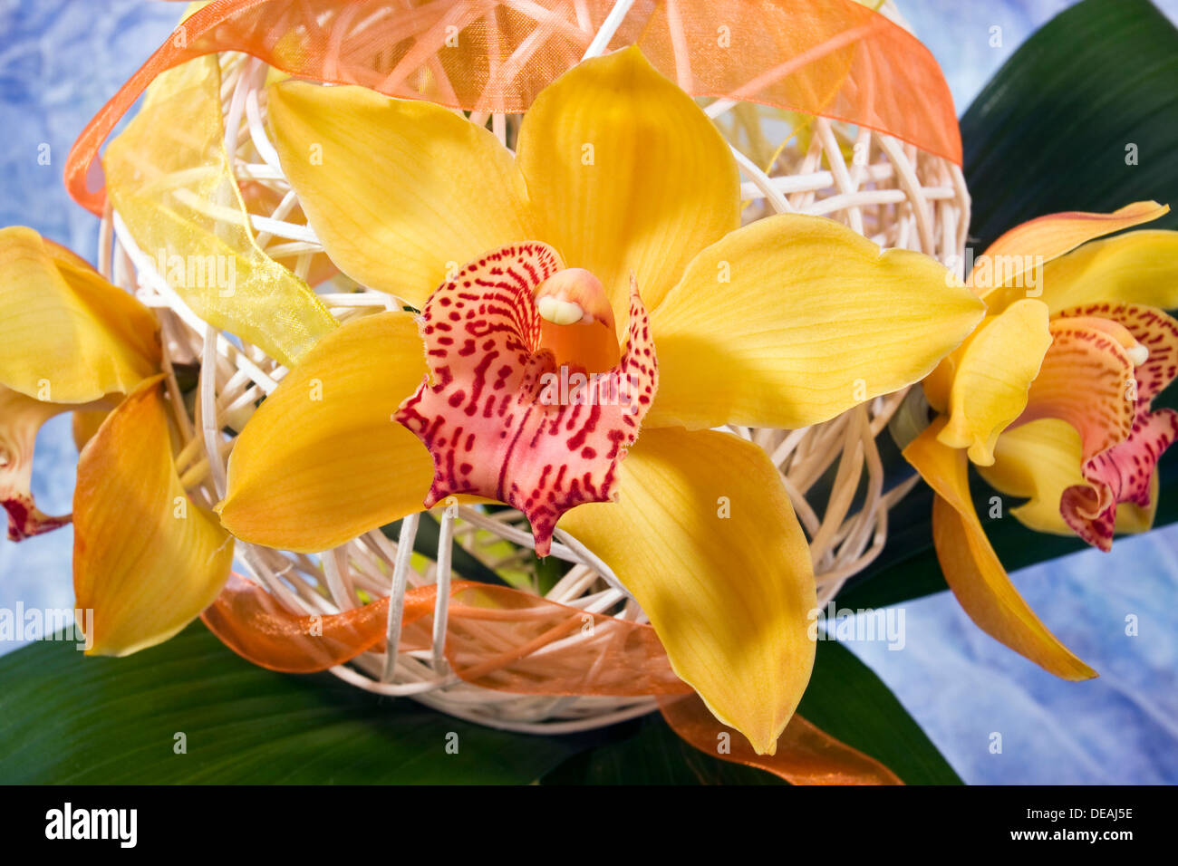 Types of orchids hi-res stock photography and images - Alamy