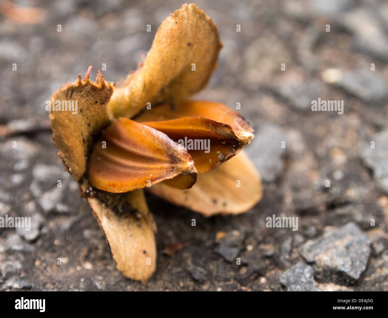 Chestnut seed hi-res stock photography and images - Alamy