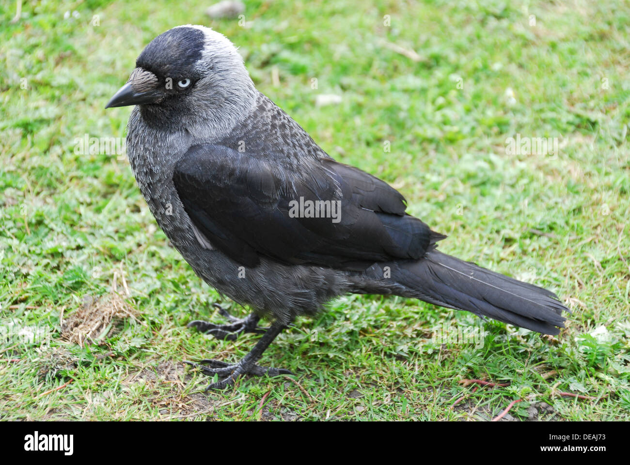 Jackdaw detail hi-res stock photography and images - Alamy