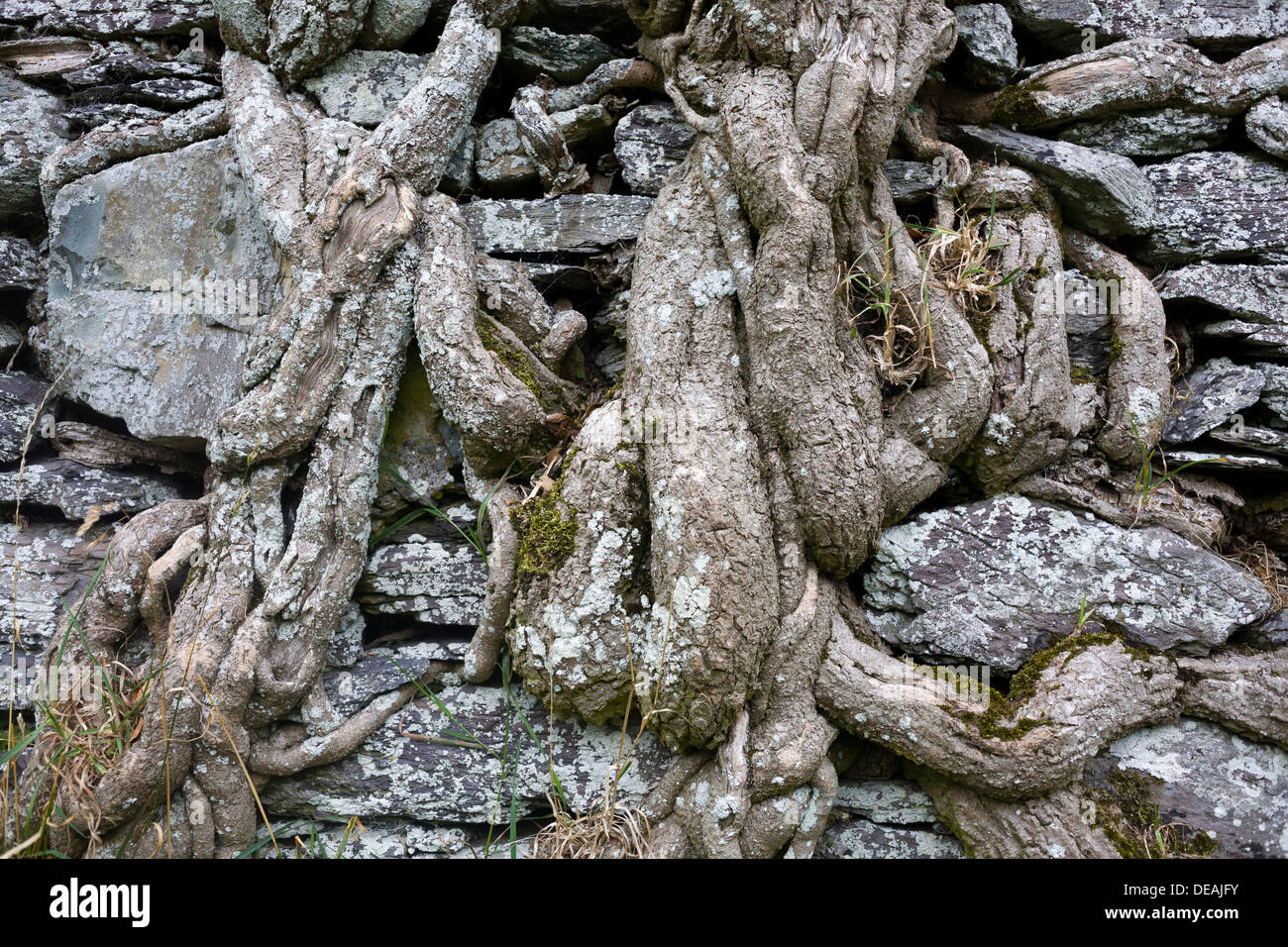 Old brick wall overgrown with ivy roots on Ballycarbery Castle, Ring of ...