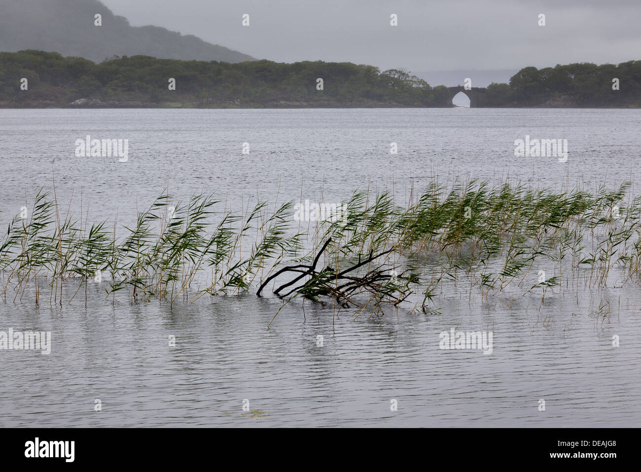 Brickeen Bridge on Muckross Lake, Killarney National Park, Killarney ...