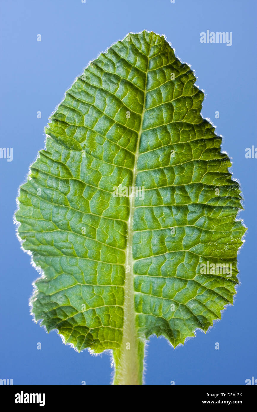 Leaf of Oxlip, Tall Cowslip, True oxlip, Paigle (Primula elatior Stock ...