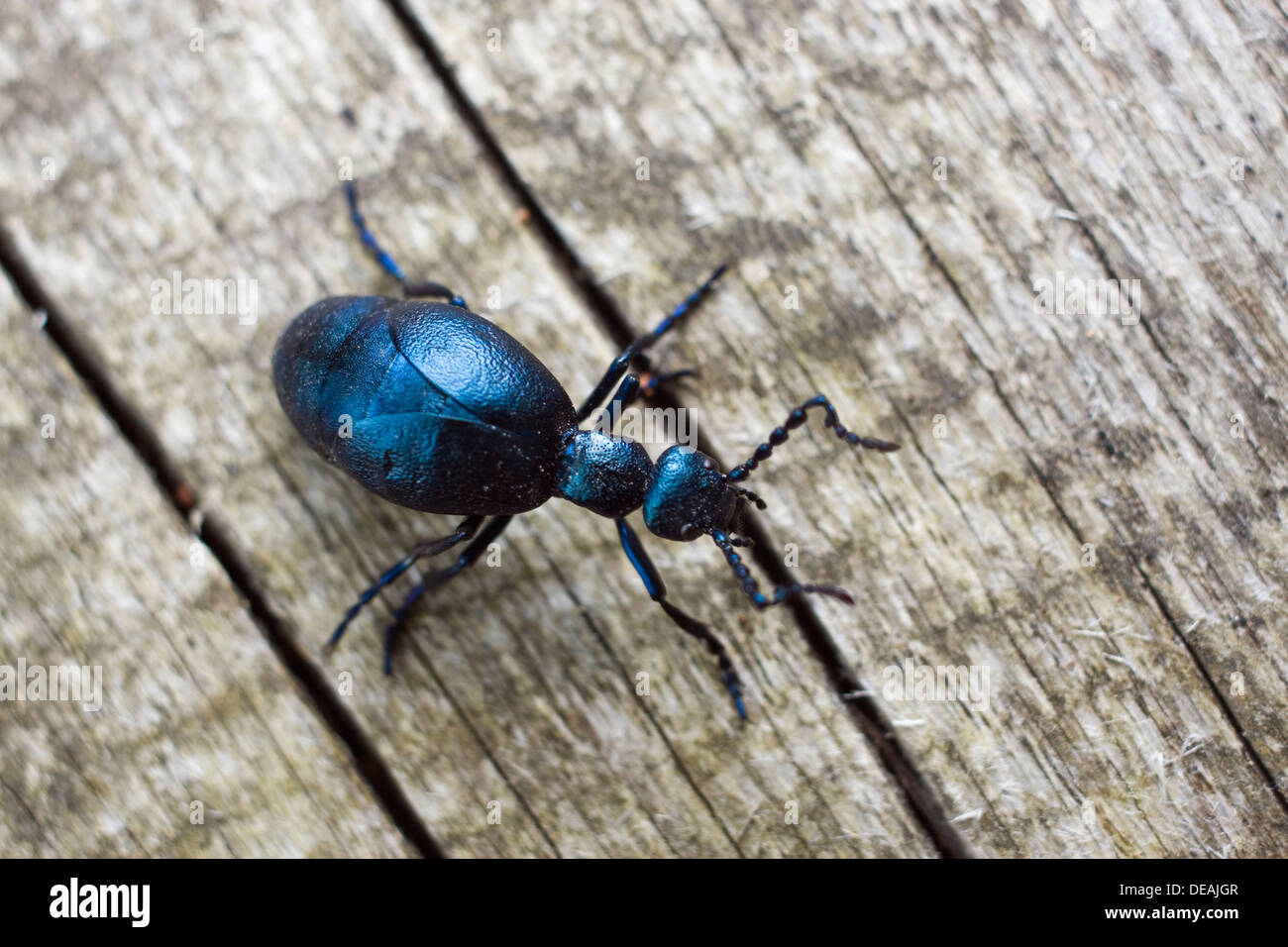 Violet Oil-Beetle (Meloe violaceus Stock Photo - Alamy