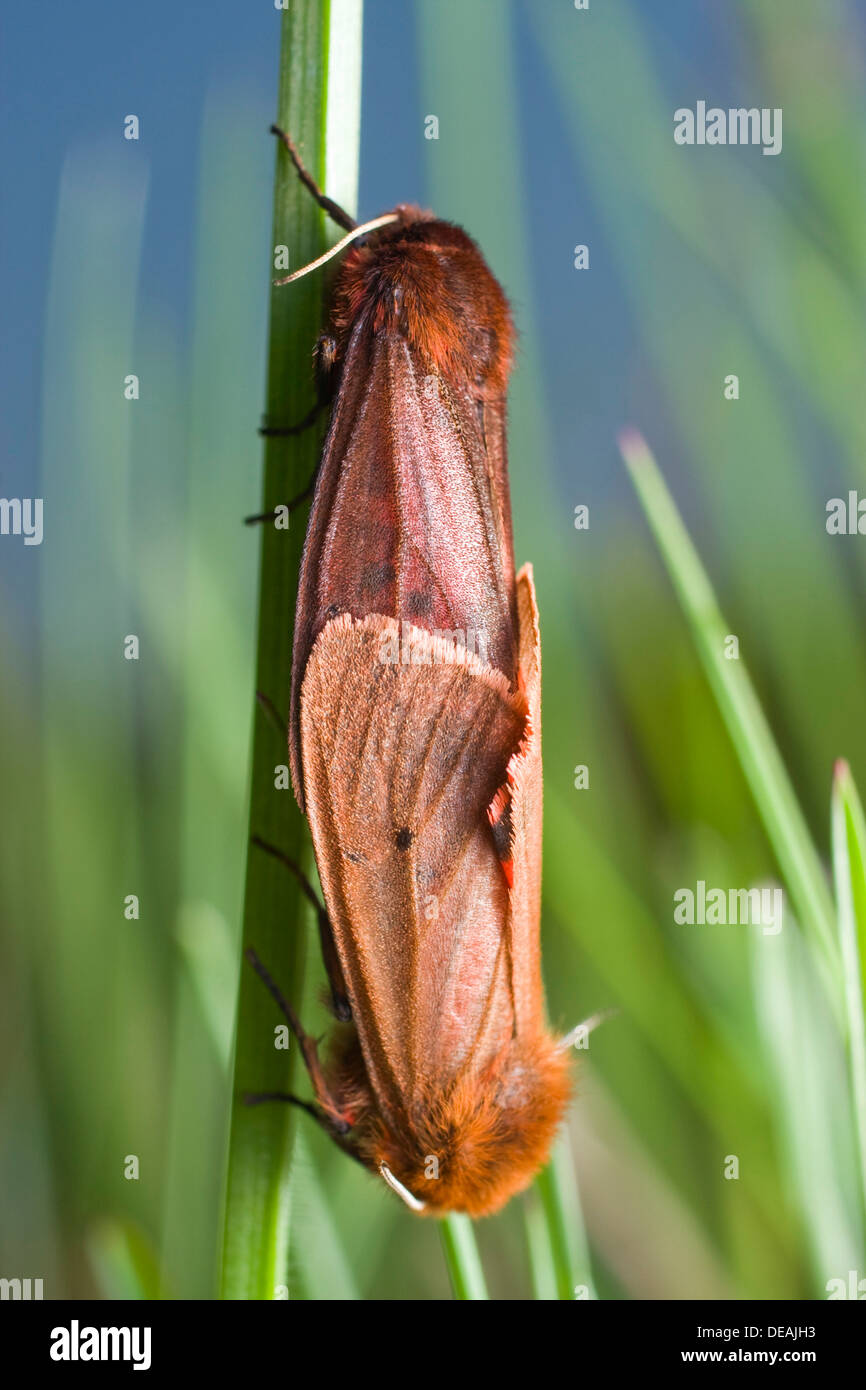 Ruby Tiger, Ruby Tiger Moth (Phragmatobia fuliginosa Stock Photo - Alamy