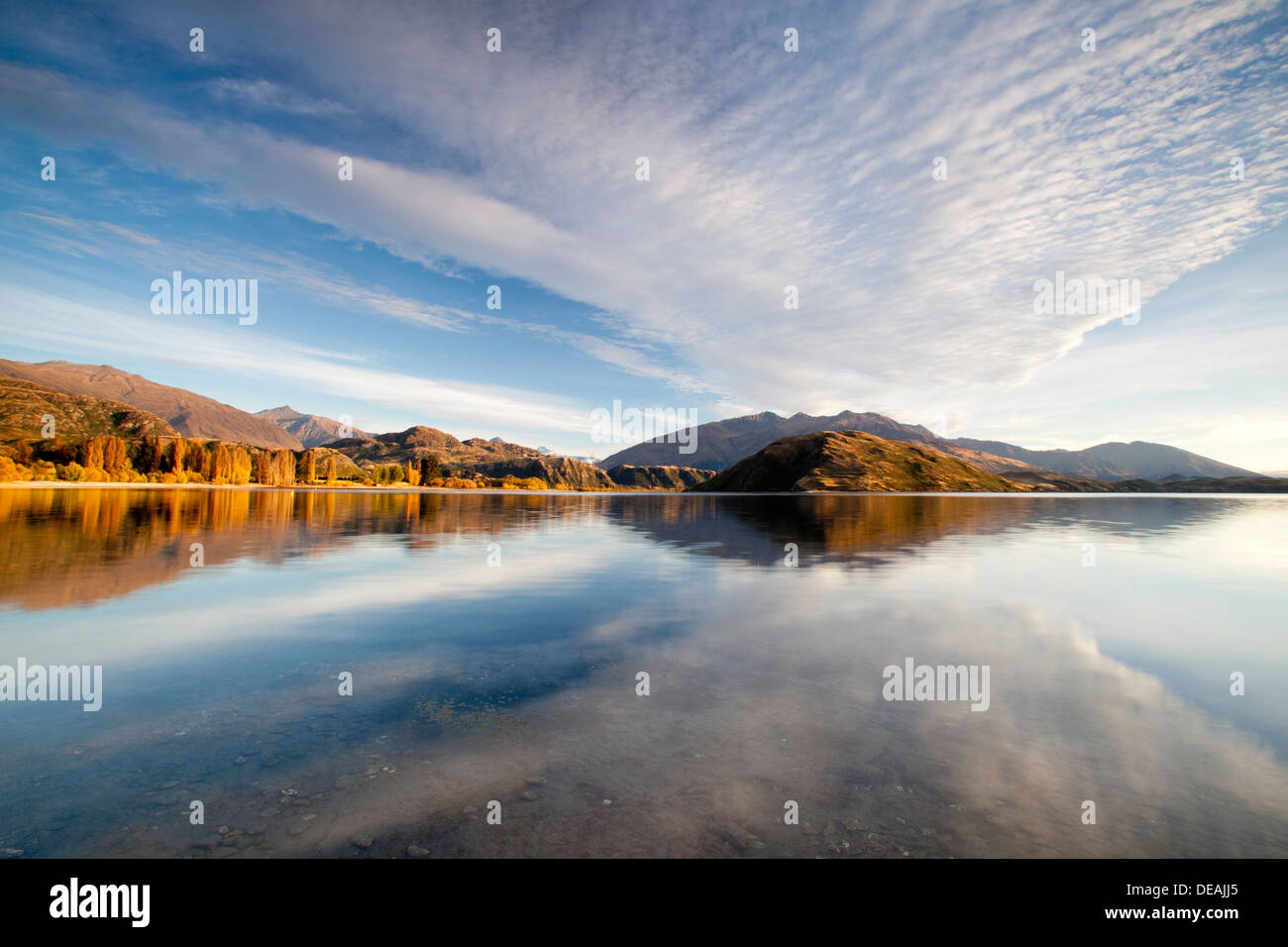 Wanaka tree dawn new hi-res stock photography and images - Alamy