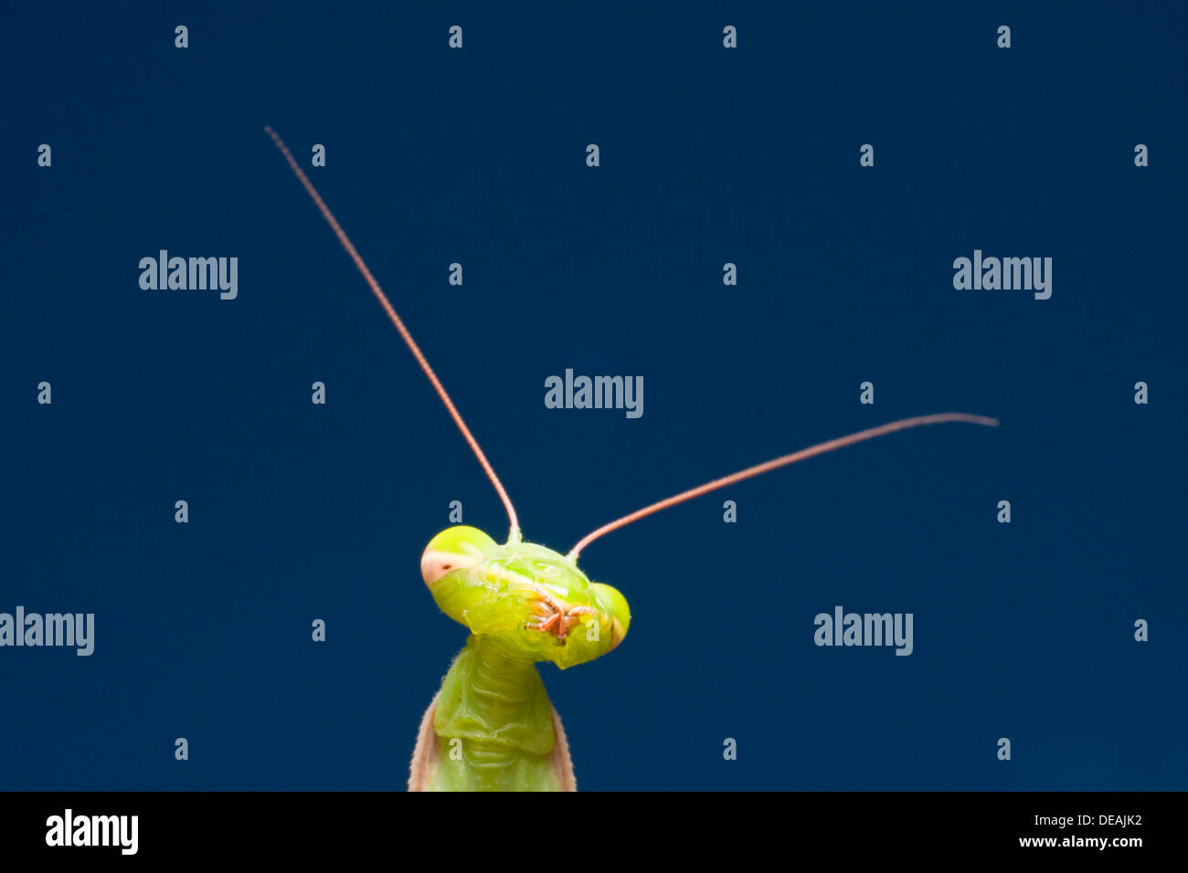 Religious Mantis, European mantid (Mantis religiosa Stock Photo - Alamy