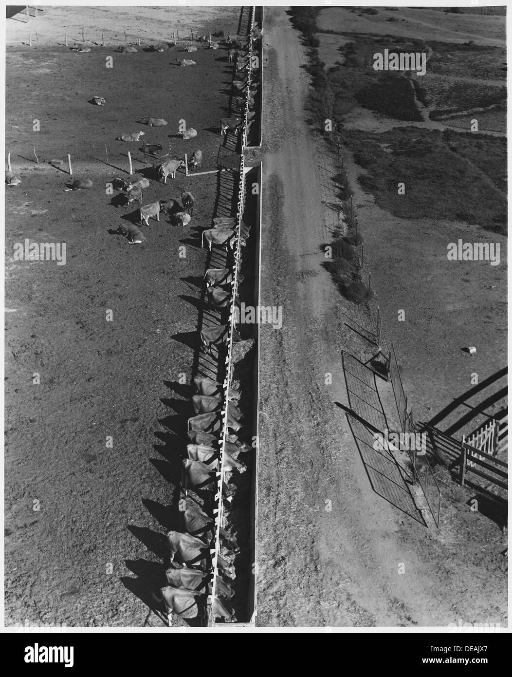 The feedyard at Casa Grande Farms near Coolidge, Arizona, shows ...