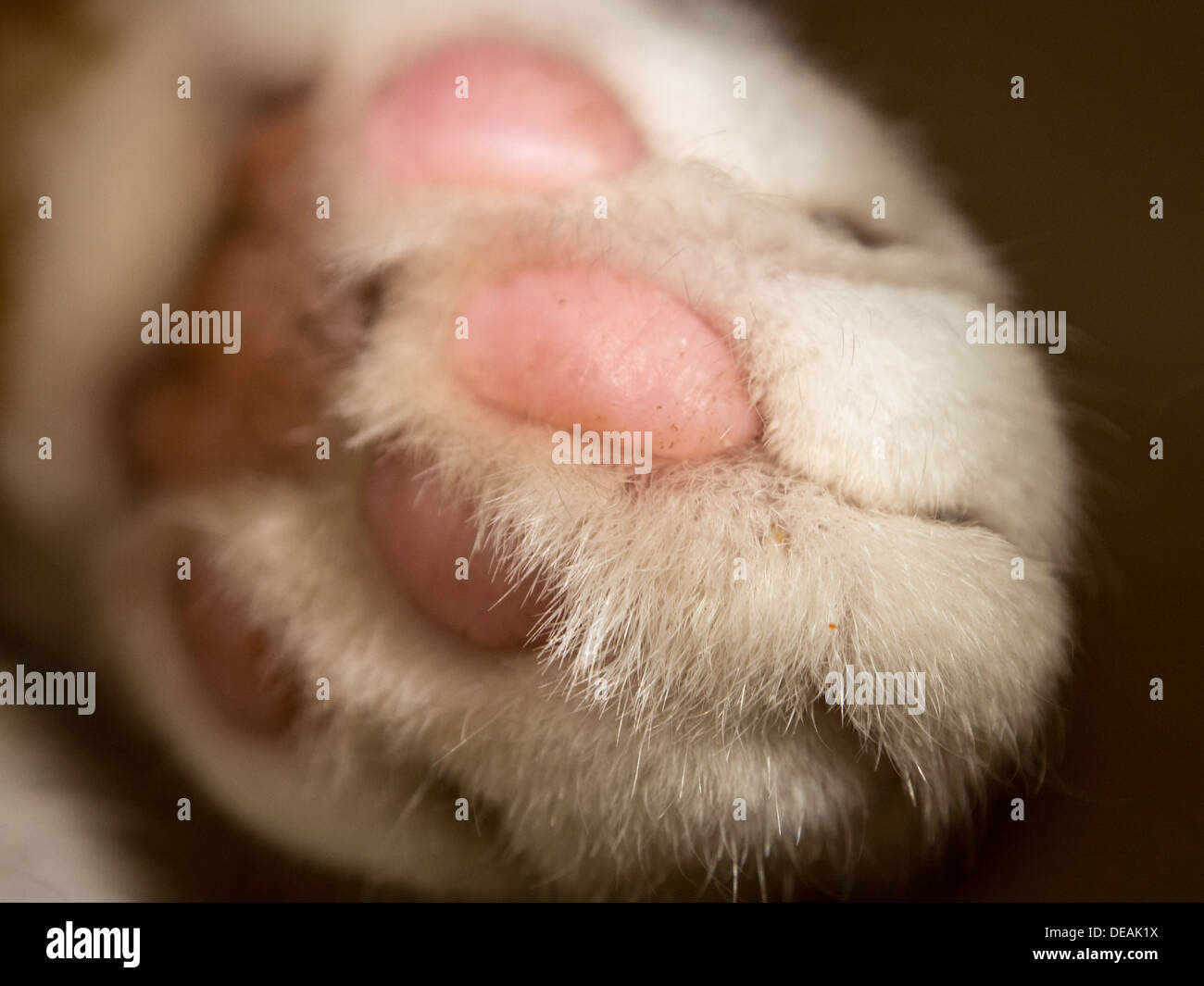 Foot pads hi-res stock photography and images - Alamy