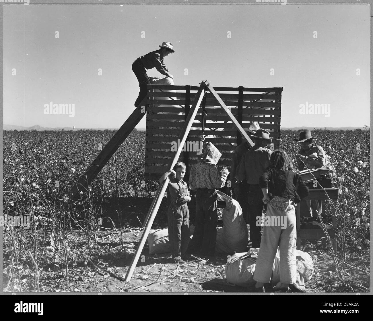 Pick harvest Black and White Stock Photos & Images - Alamy