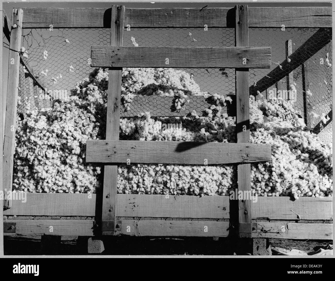 This photograph shows a cotton wagon in the field near Eloy, Arizona ...