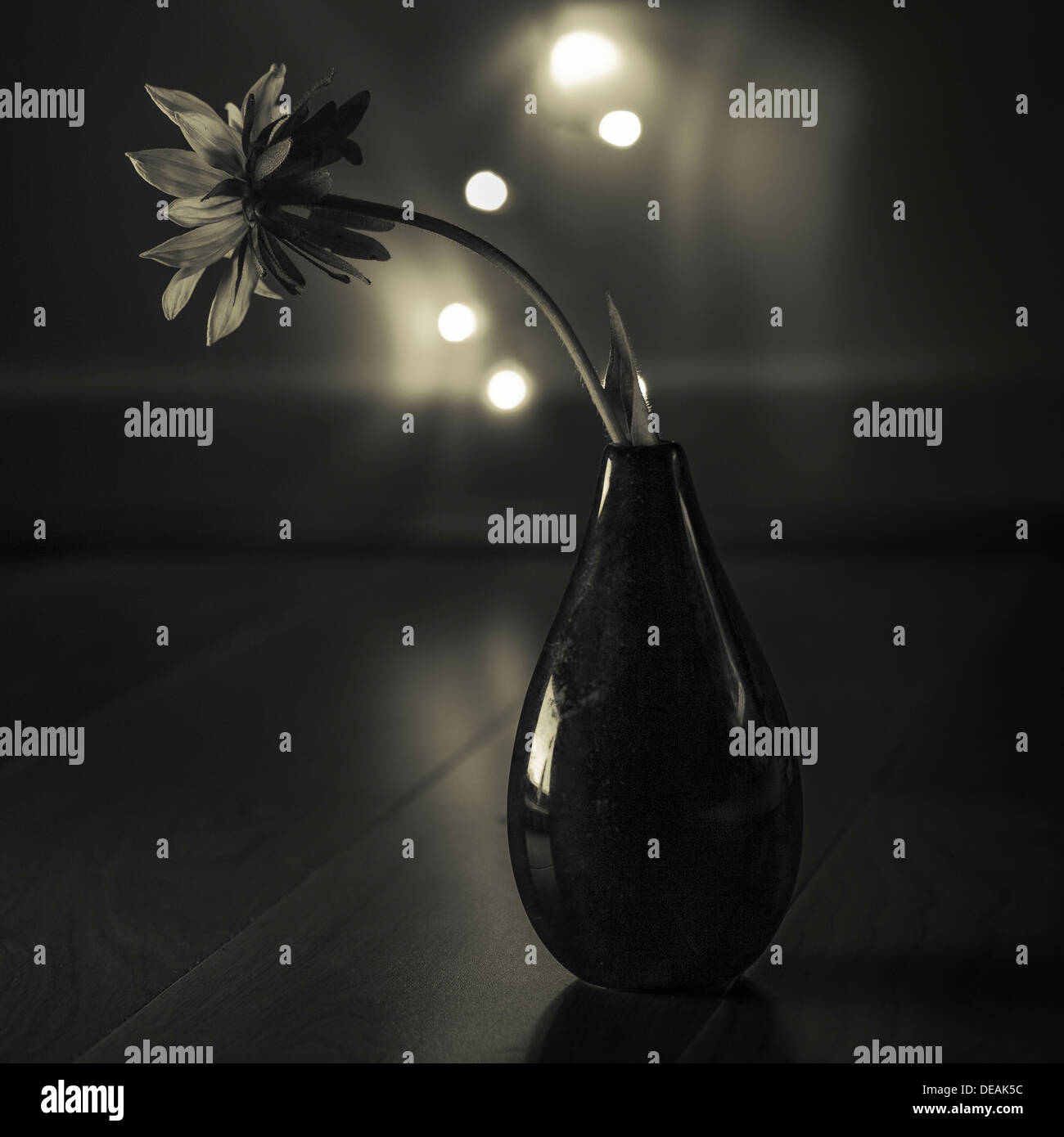 Monochrome still life image of flower in a vase Stock Photo - Alamy