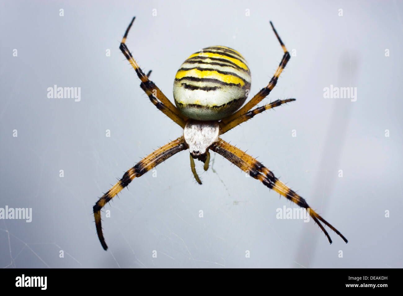 Orb-weaving Spider, Wasp Spider (Argiope bruennichi Stock Photo - Alamy