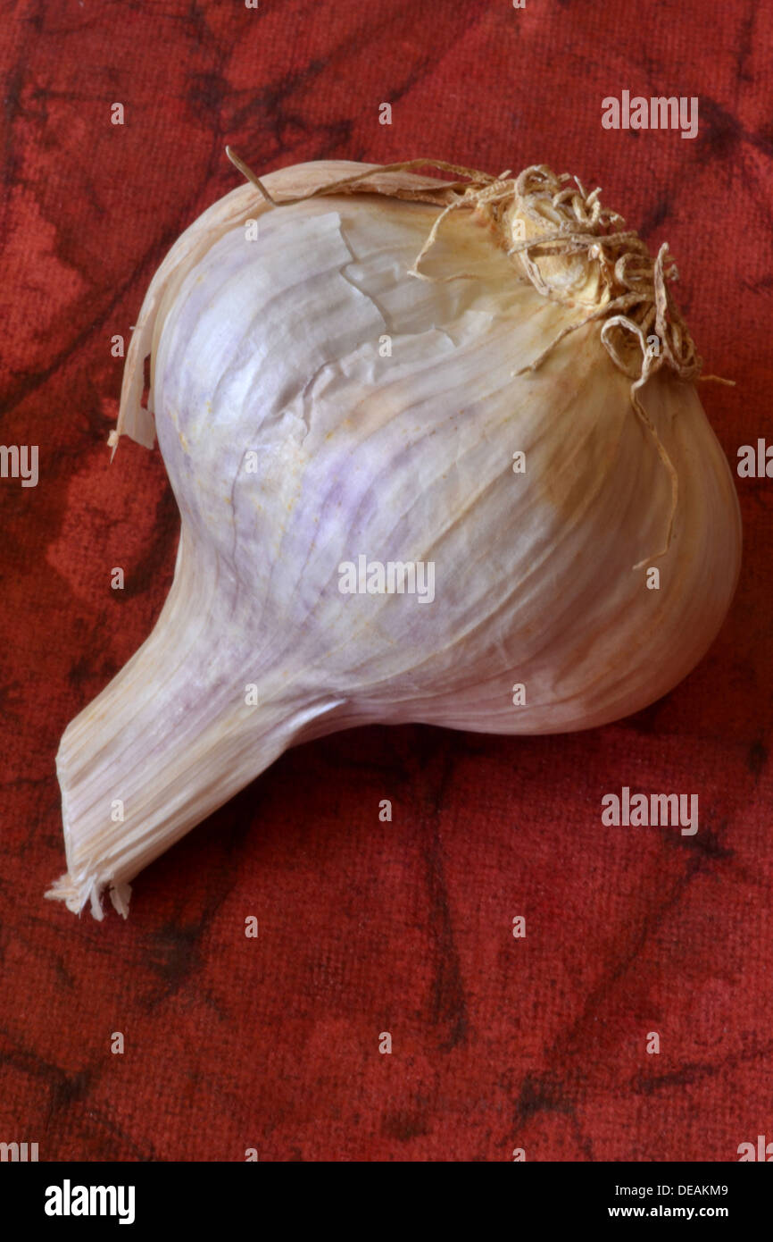 white garlic bulb on red background Stock Photo - Alamy